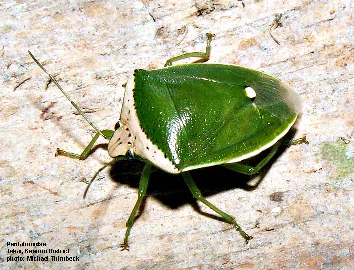 Papua Insects Foundation (Hemiptera/Heteroptera)